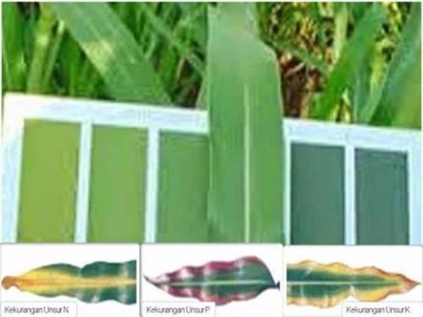 PENINGKATAN EFISIENSI PUPUK NITROGEN PADA PADI SAWAH DENGAN METODE ...