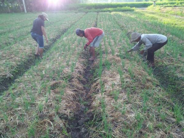 PENYAKIT BERCAK UNGU PADA TANAMAN BAWANG MERAH DAN PENGENDALIANNYA ...